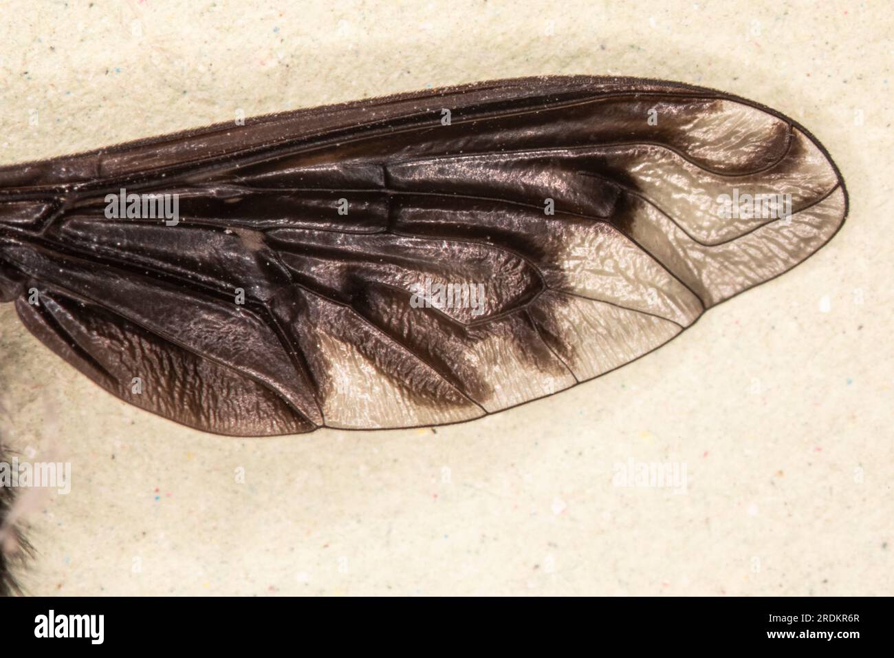 Insect under glass hi-res stock photography and images - Alamy