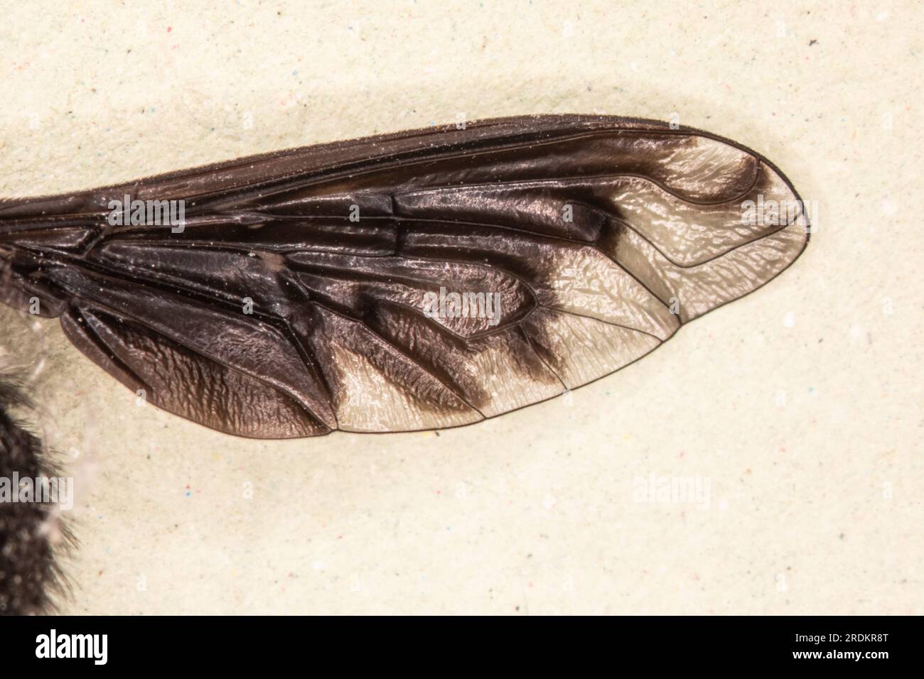 Mourning Floater fly wings under magnifying glass Stock Photo - Alamy
