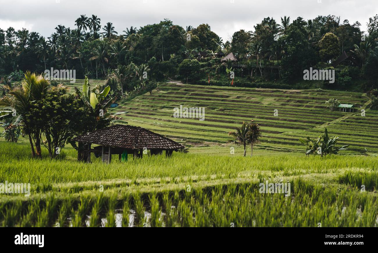 Landscape view of rice farming in bali. Rice terraced plantation, green ...