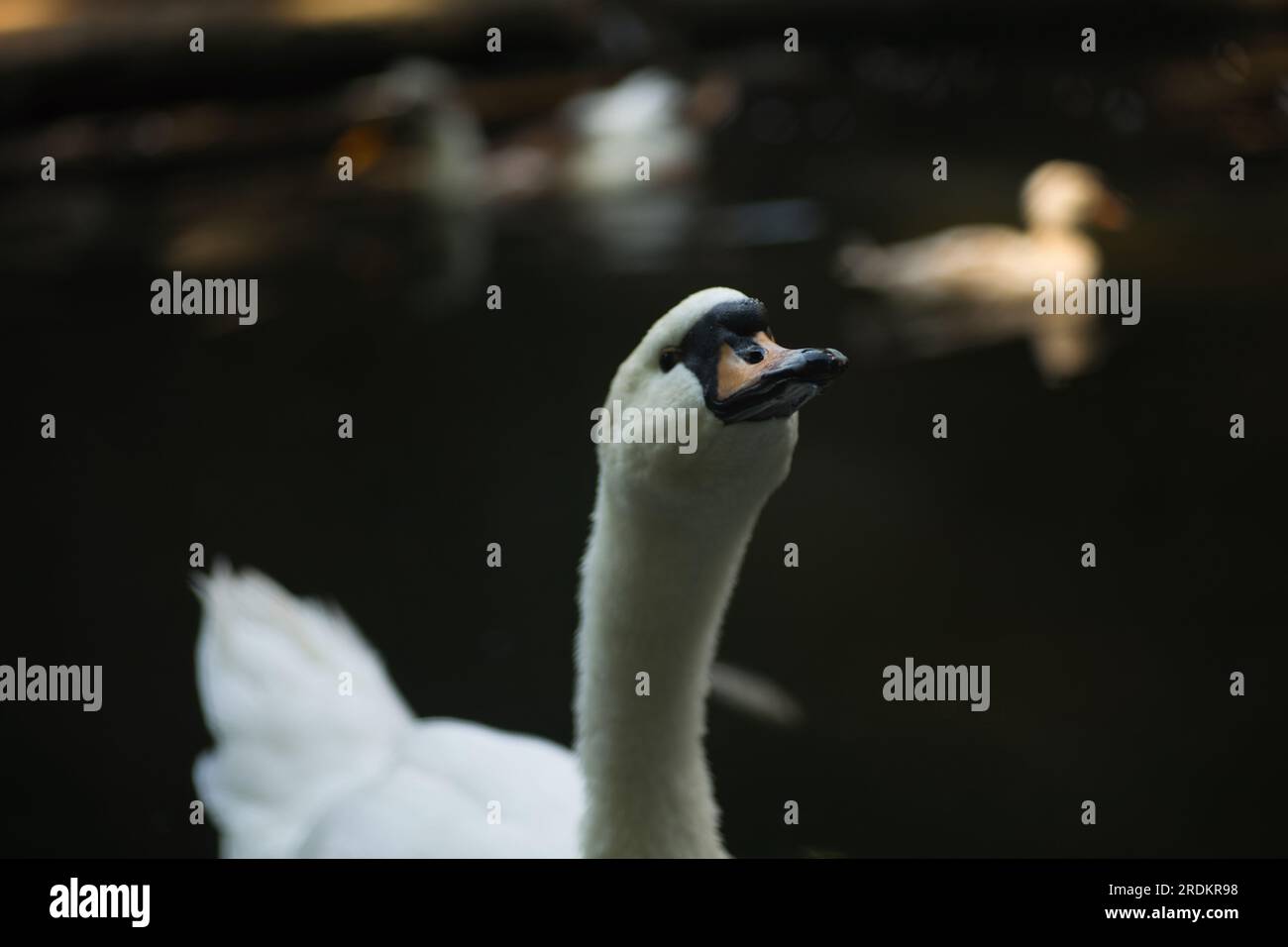 swan posing for the camera, portrait of a swan Stock Photo - Alamy