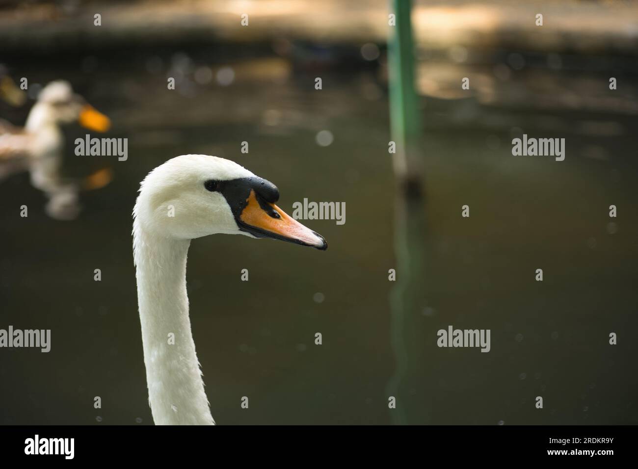 swan posing for the camera, portrait of a swan Stock Photo - Alamy