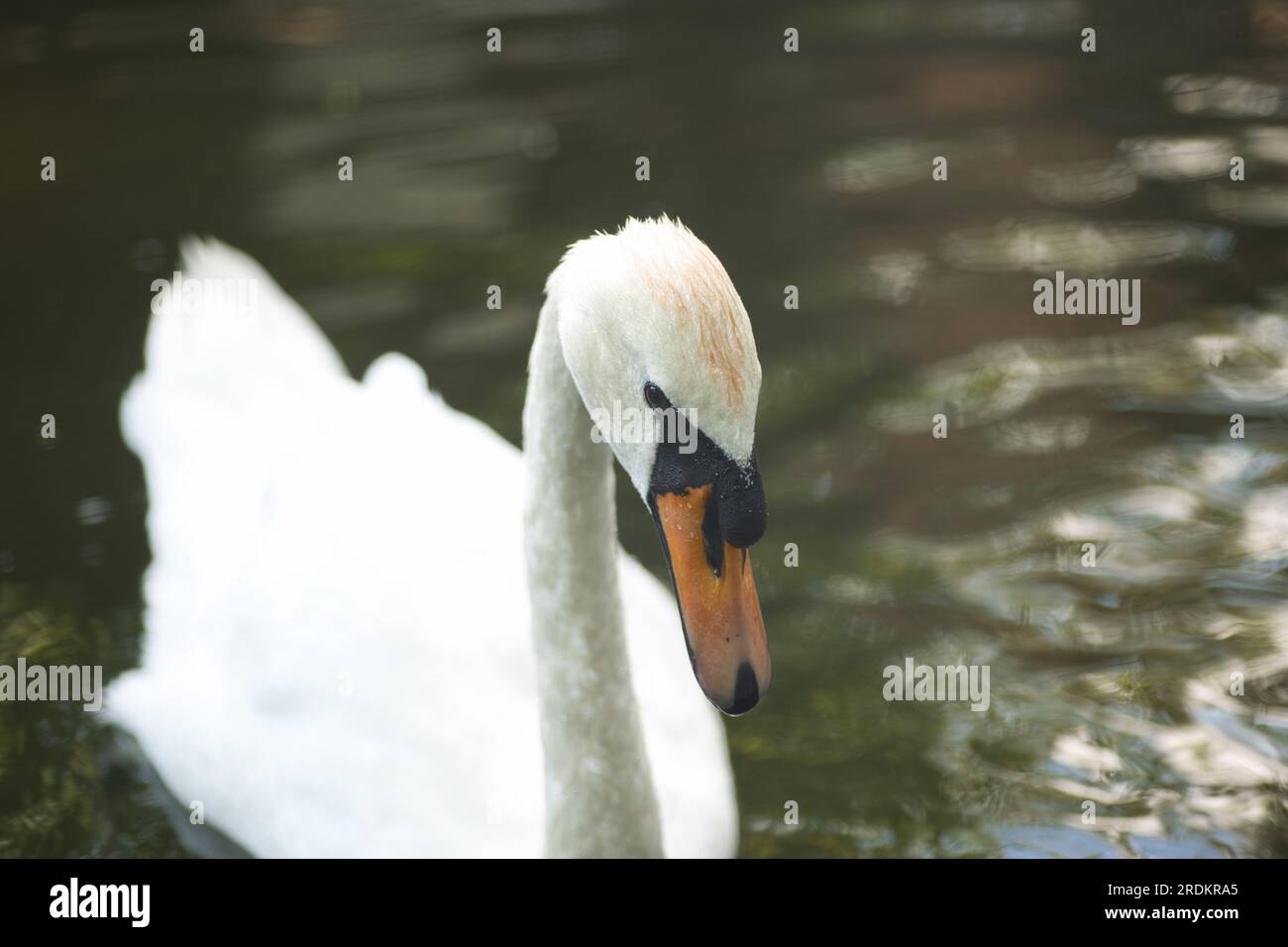 swan posing for the camera, portrait of a swan Stock Photo - Alamy