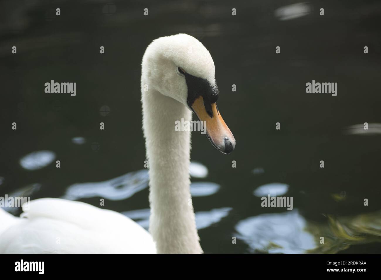 swan posing for the camera, portrait of a swan Stock Photo - Alamy