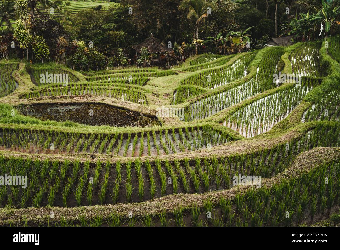 Landscape view of balinese rice terrace. Indonesian agriculture land ...