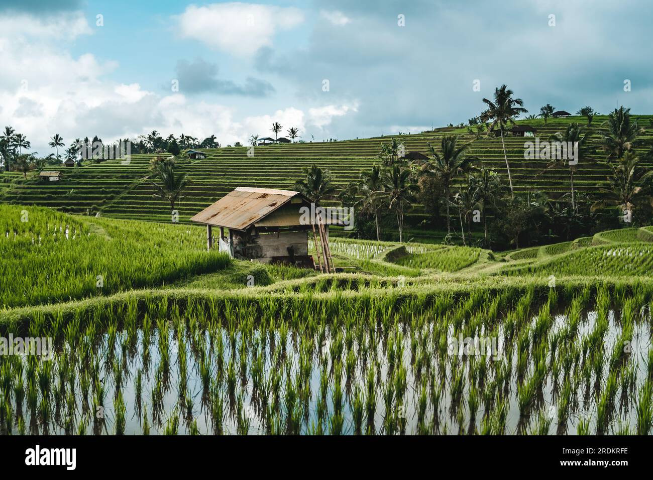 Farm barn on green rice field. Balinese traditional agriculture, rice ...