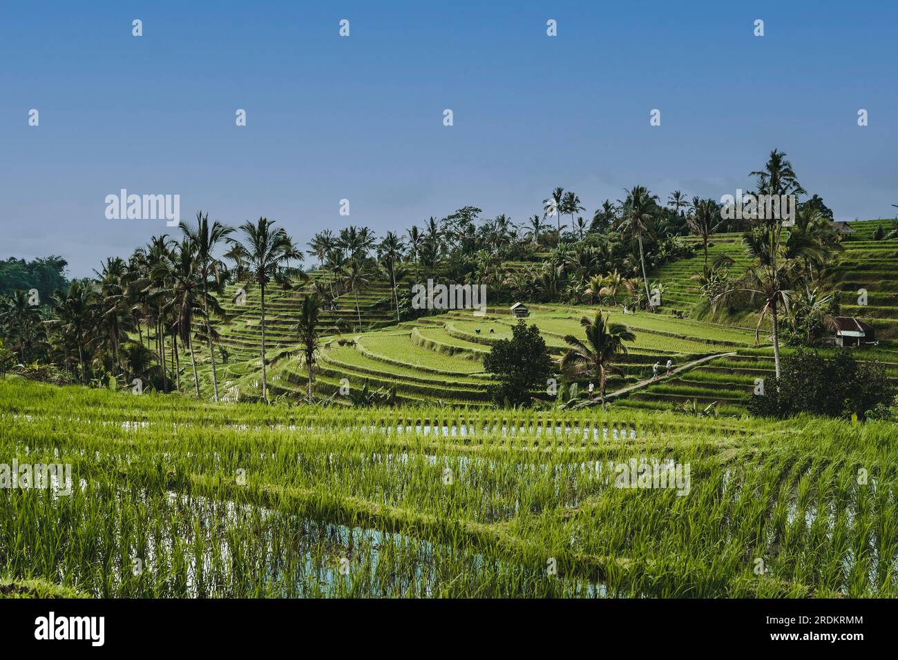Landscape view of rice farming in bali. Rice terraced plantation, green ...