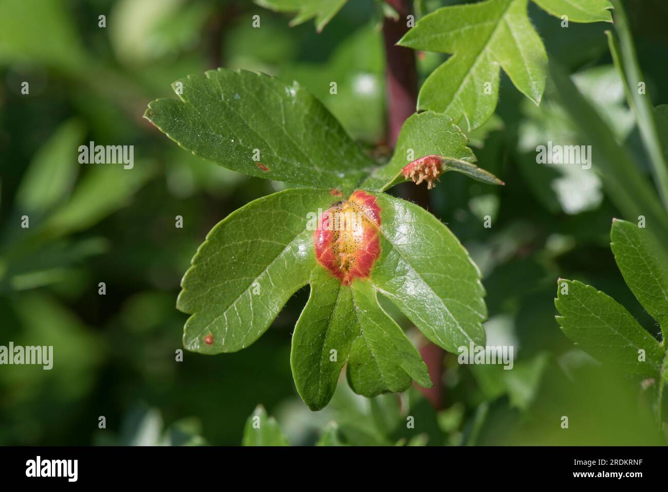 Hawthorn juniper rust (Gymnosporangium sp.) rust pustules lesion and ...
