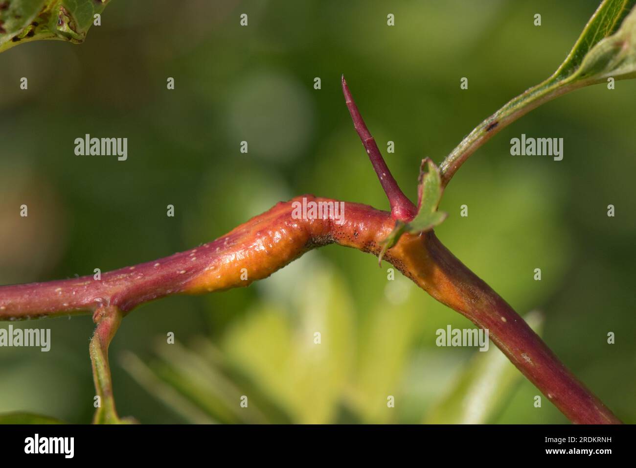 Hawthorn juniper rust (Gymnosporangium sp.) rust pustule swelling on ...