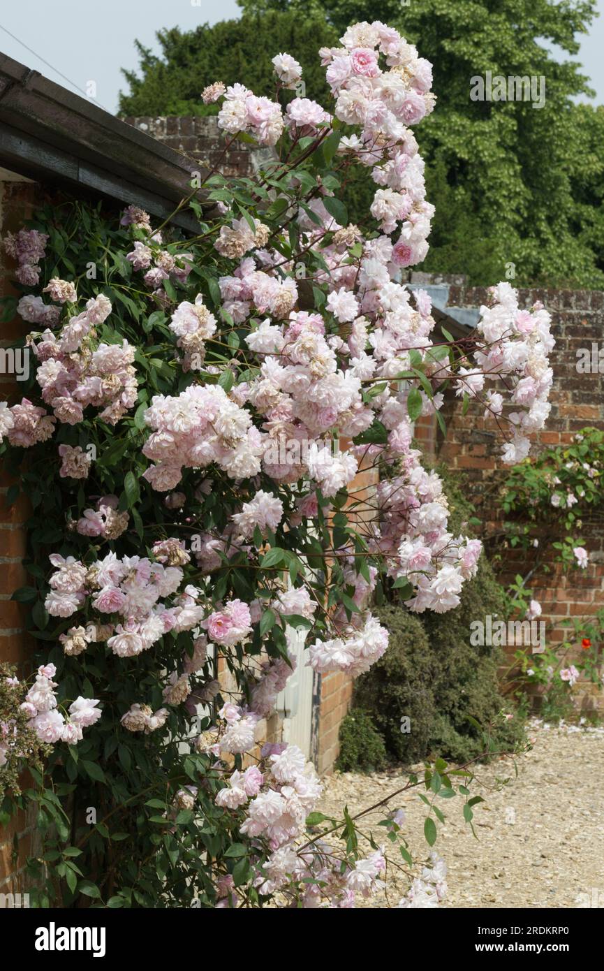 Pale pink summer flowers of climbing rose, Rosa Mortimer Sackler in UK ...