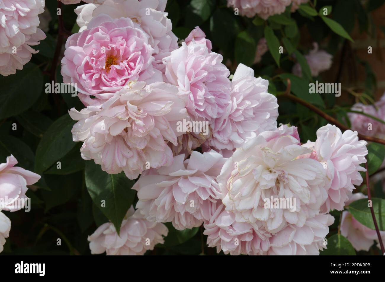 Pale pink summer flowers of climbing rose, Rosa Mortimer Sackler in UK ...