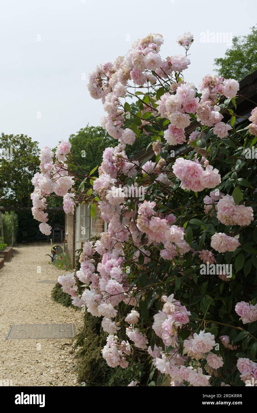 Pale pink summer flowers of climbing rose, Rosa Mortimer Sackler in UK ...