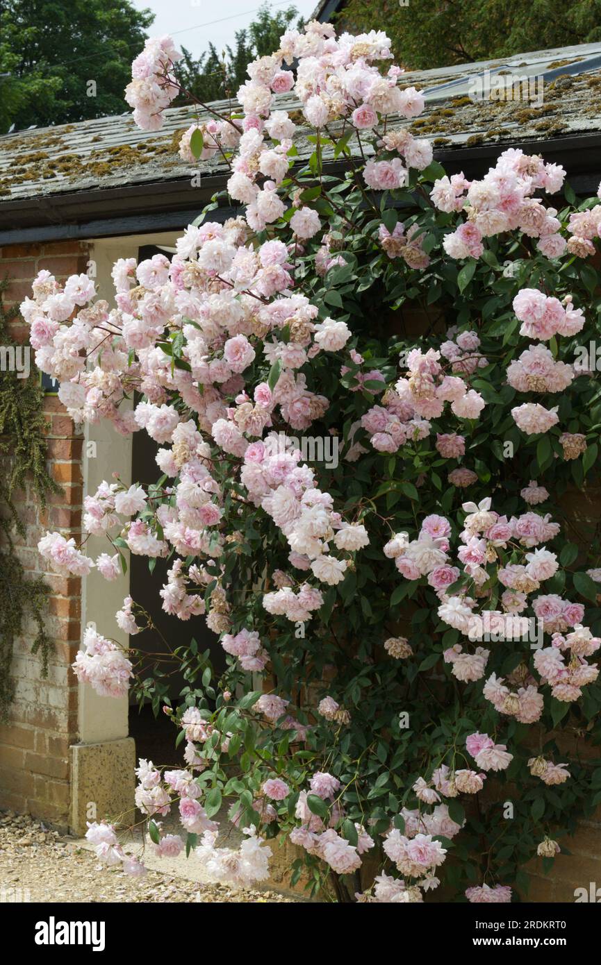 Pale pink summer flowers of climbing rose, Rosa Mortimer Sackler in UK ...