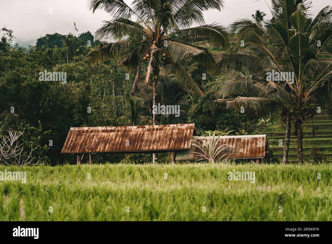 Farmer working on rice plantation. Farming barn near the paddy field ...