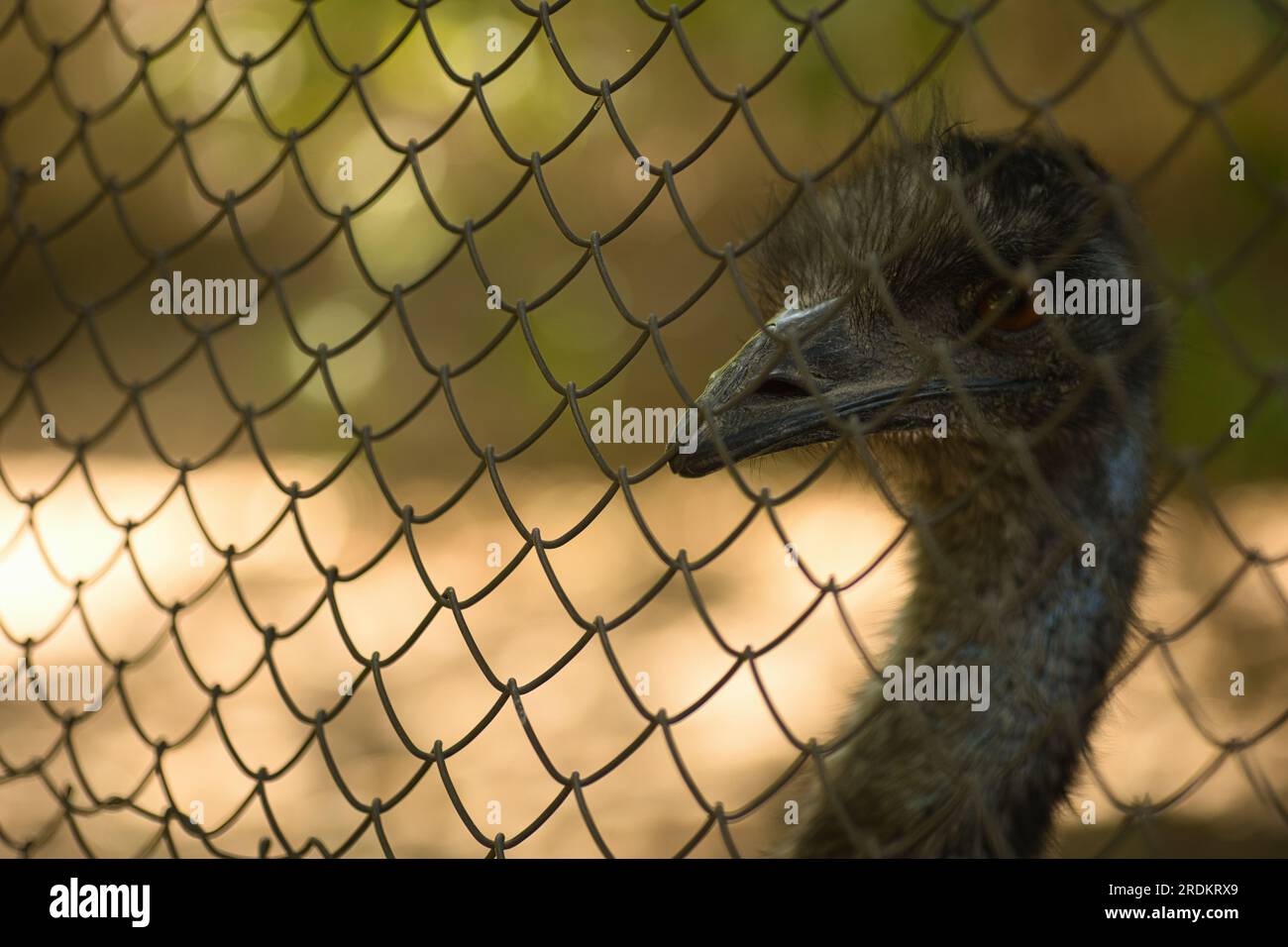 ostrich head behind bars in the zoo, sad ostrich in the aviary Stock ...