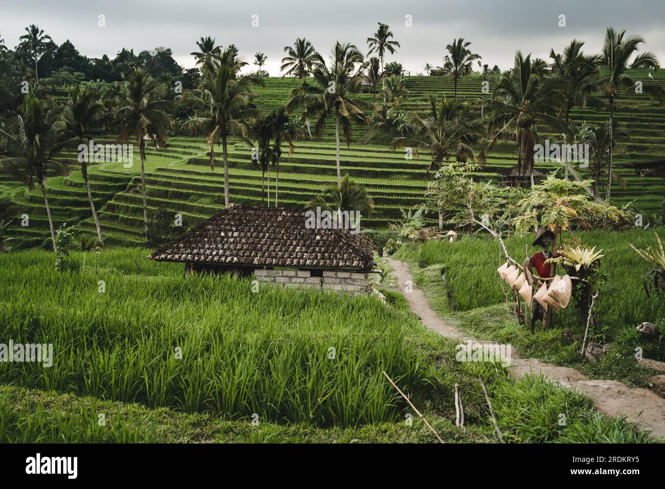 Beautiful view of footway to rice terrace. Farming barn on rice ...