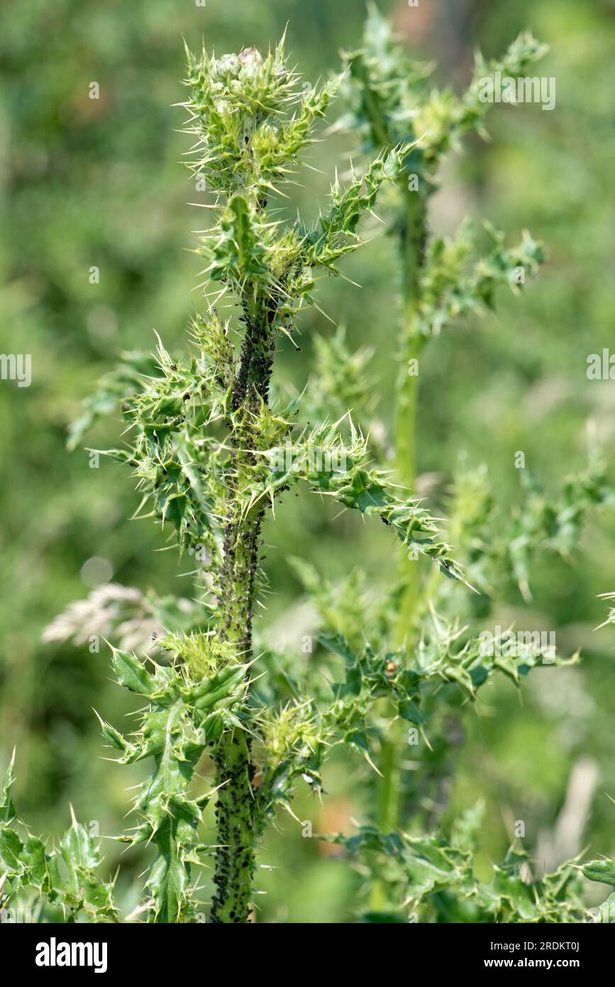 Black spindle-thistle aphid (Aphis fabae cirsiiacanthoidis) infestation ...