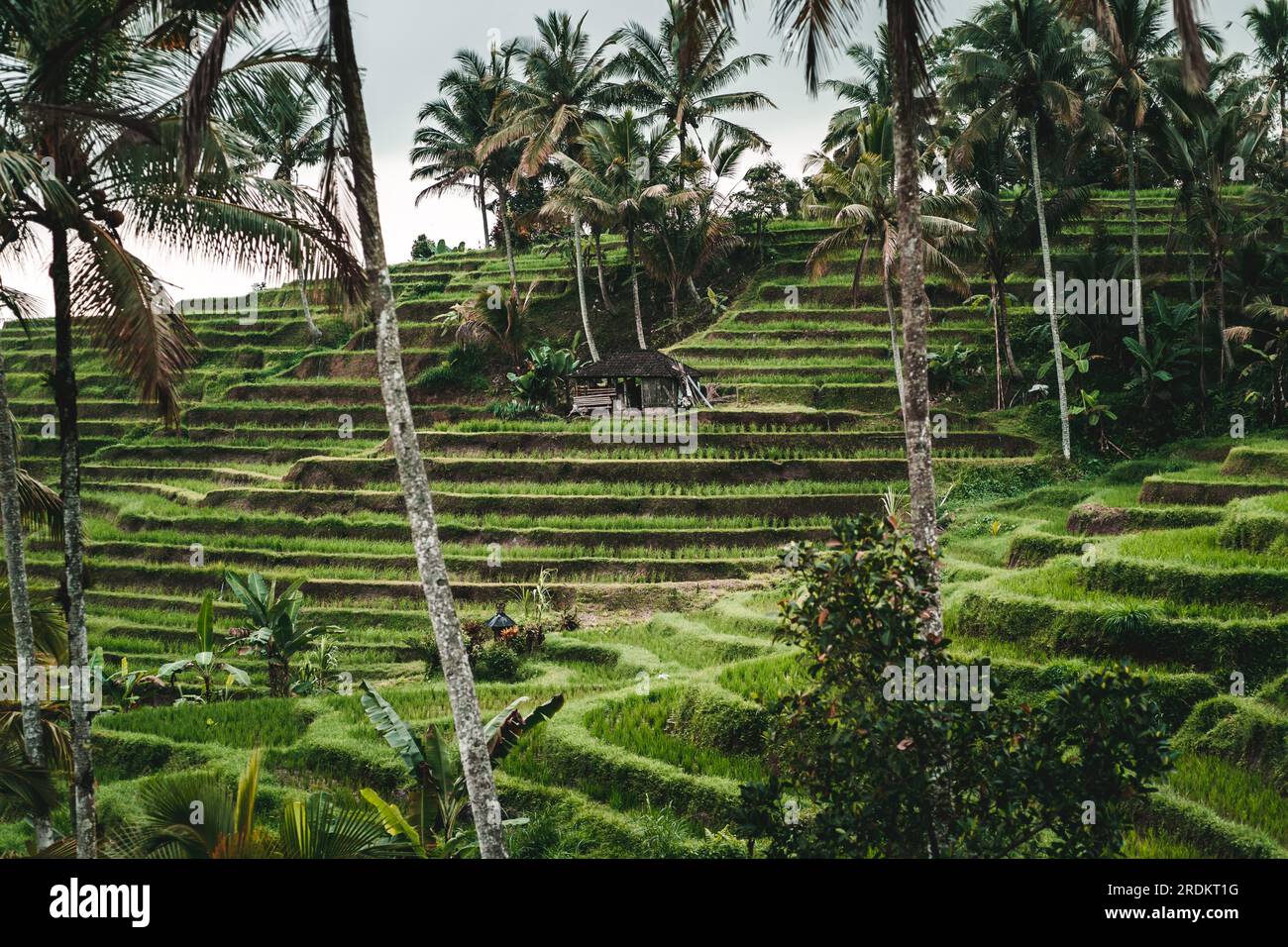Amazing landscape view of terraced rice field. Balinese traditional ...