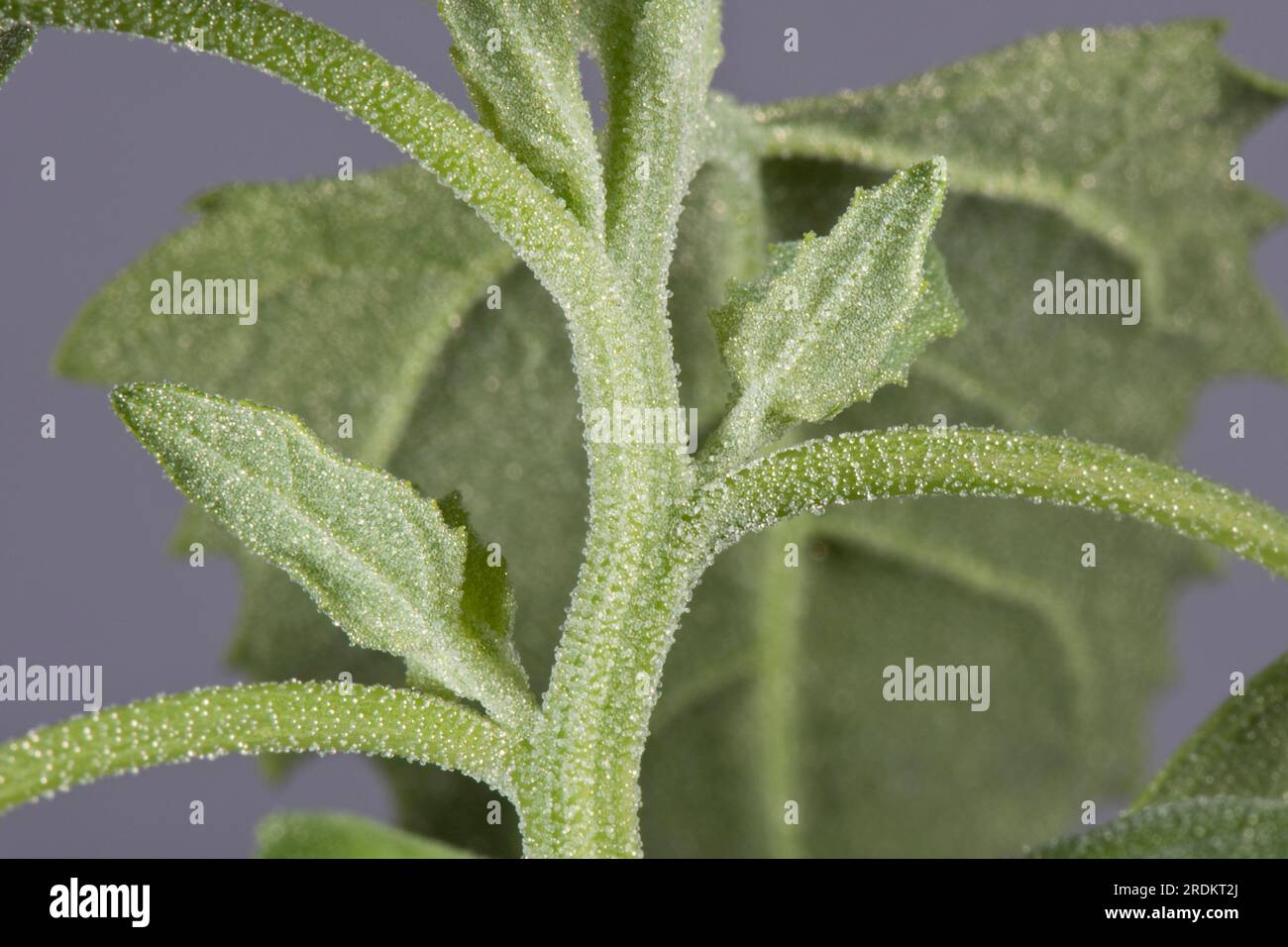Young leaves of fat hen, white goosefoot (Chenopodium album) an annual ...