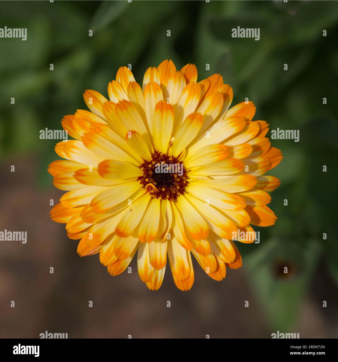 English marigold hi-res stock photography and images - Alamy