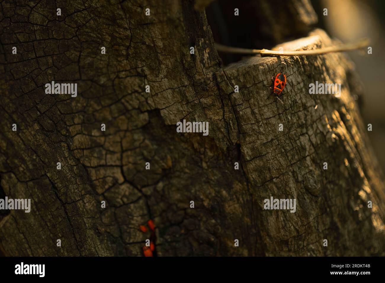 red beetles on the tree, wood background with red beetles Stock Photo ...