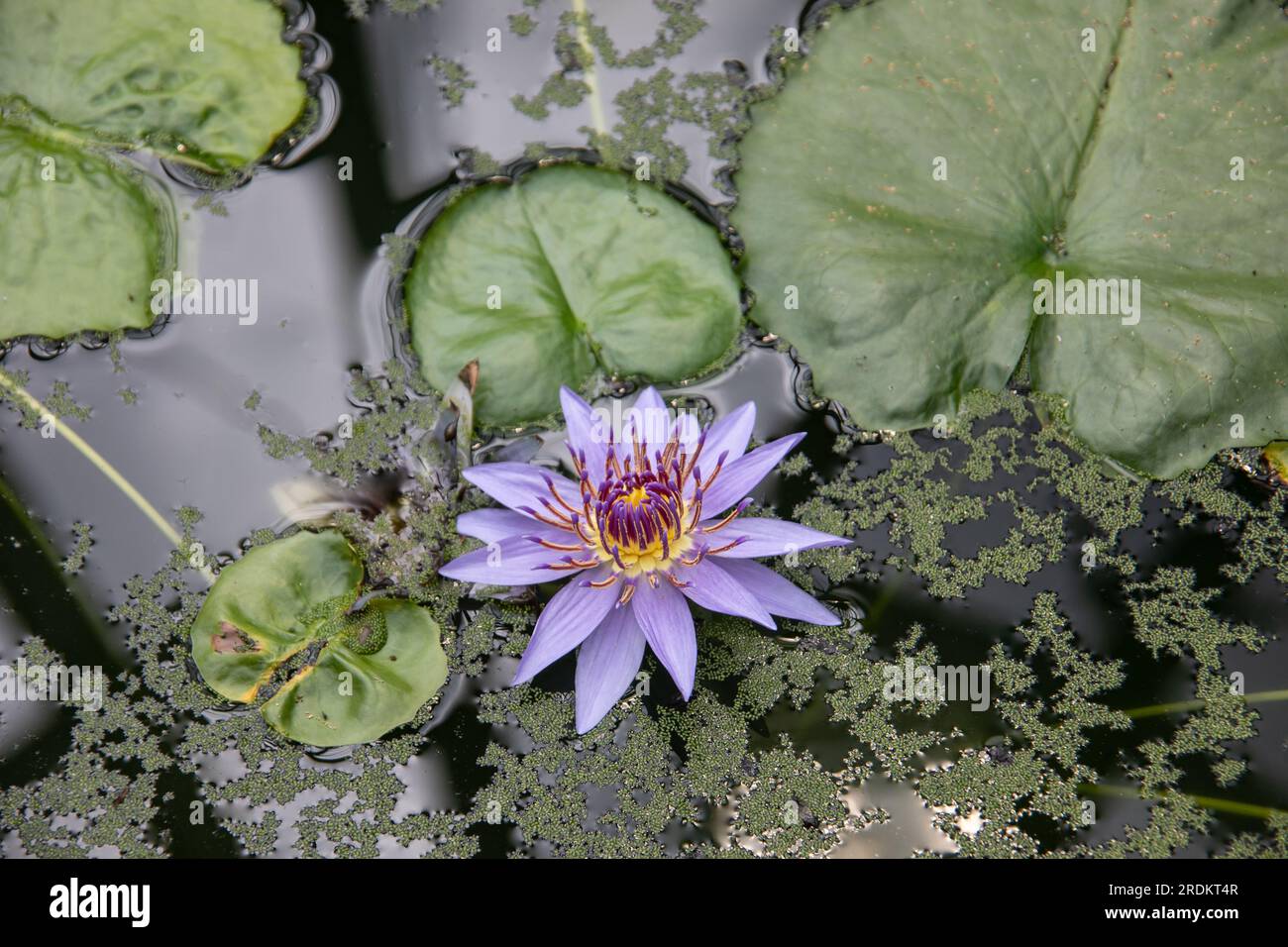 Lily pads float on the pond in the water Stock Photo - Alamy