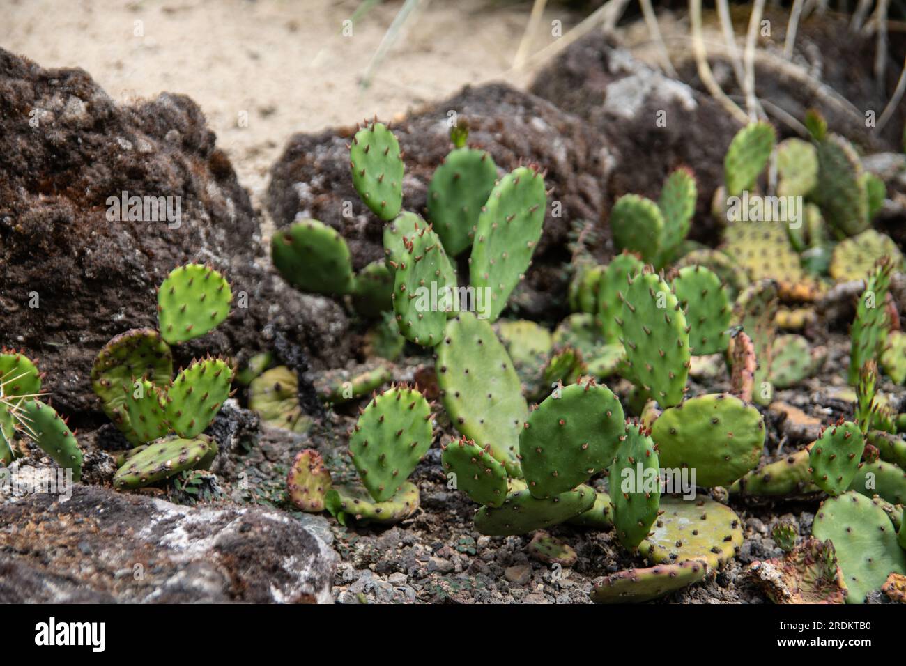 green Phyllocactus with Spikes in the desert Stock Photo - Alamy