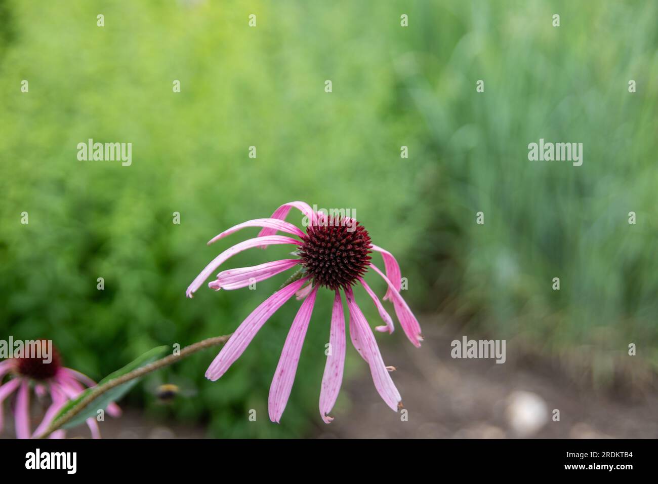 red coneflower on long stems Stock Photo - Alamy