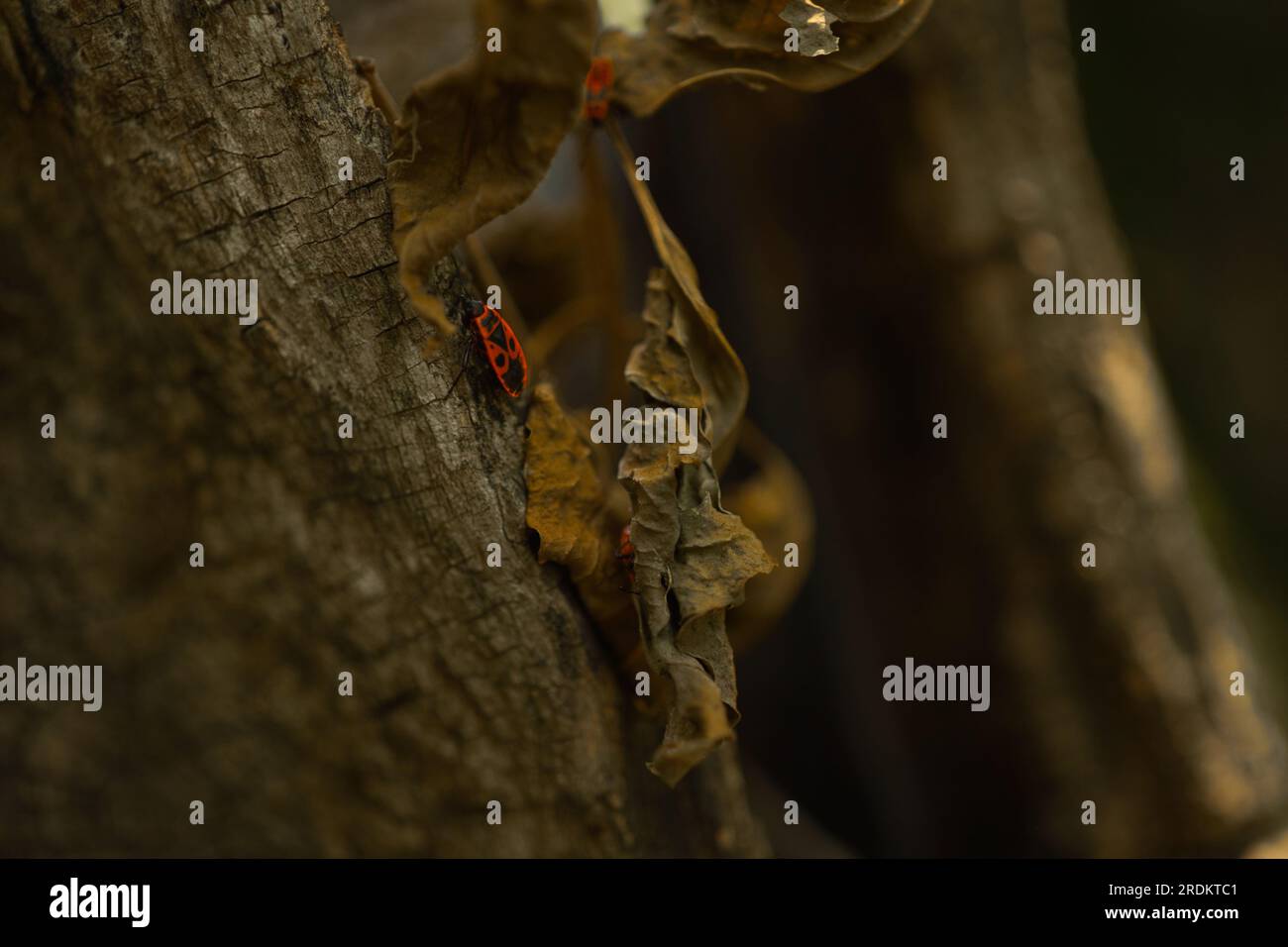red beetles on the tree, wood background with red beetles Stock Photo ...