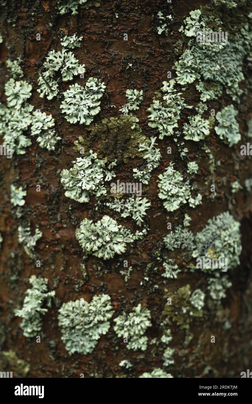 Forest background. Textured bark of old adult tree in garden, covered ... Forest background. Textured bark of old adult tree in garden, covered ...