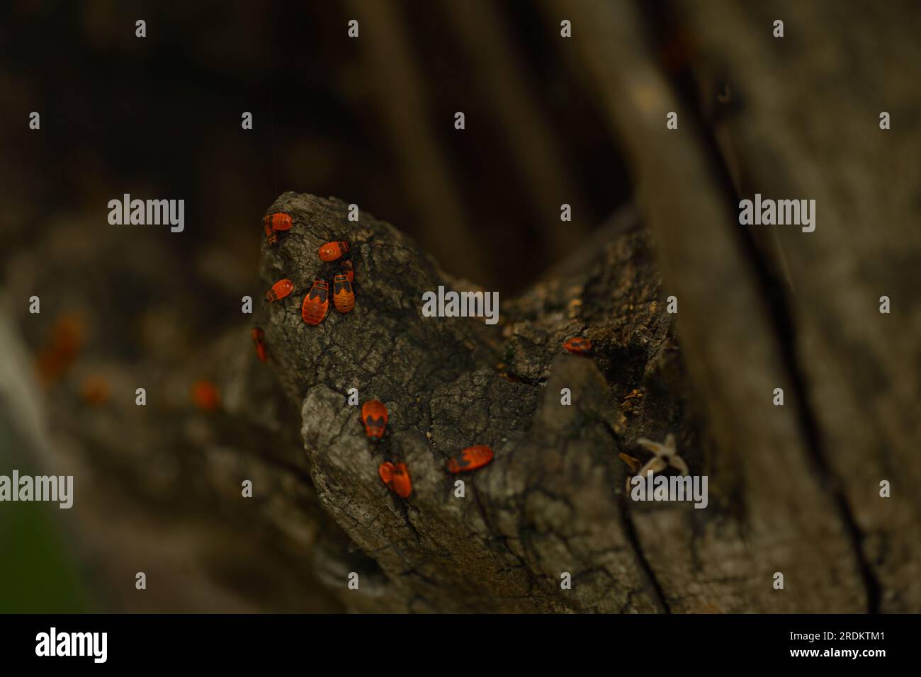 red beetles on the tree, wood background with red beetles Stock Photo ...
