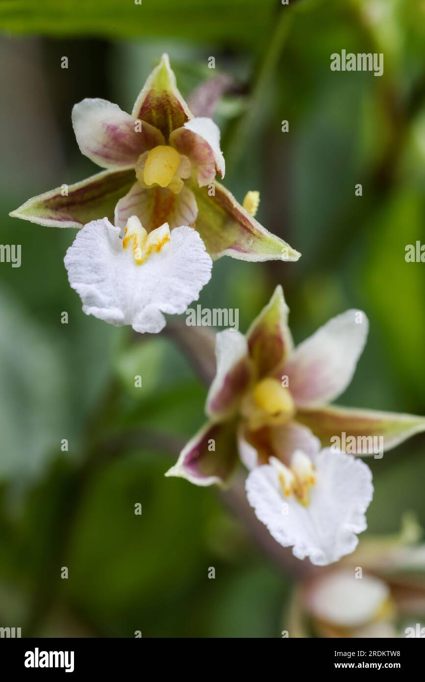White marsh helleborine hi-res stock photography and images - Alamy