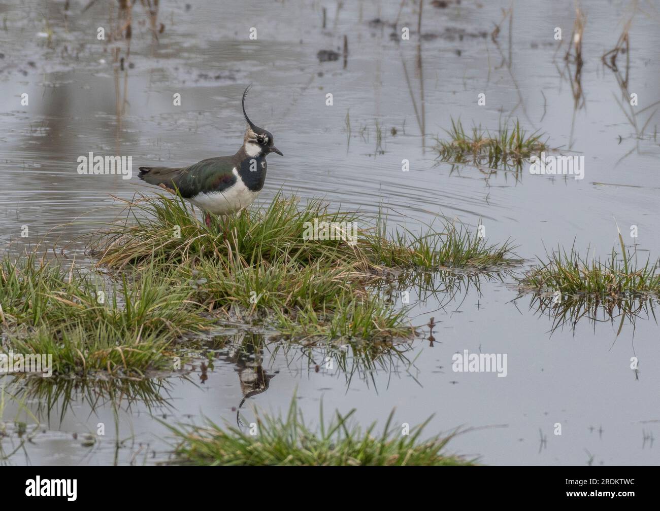 Bird with crest hi-res stock photography and images - Alamy