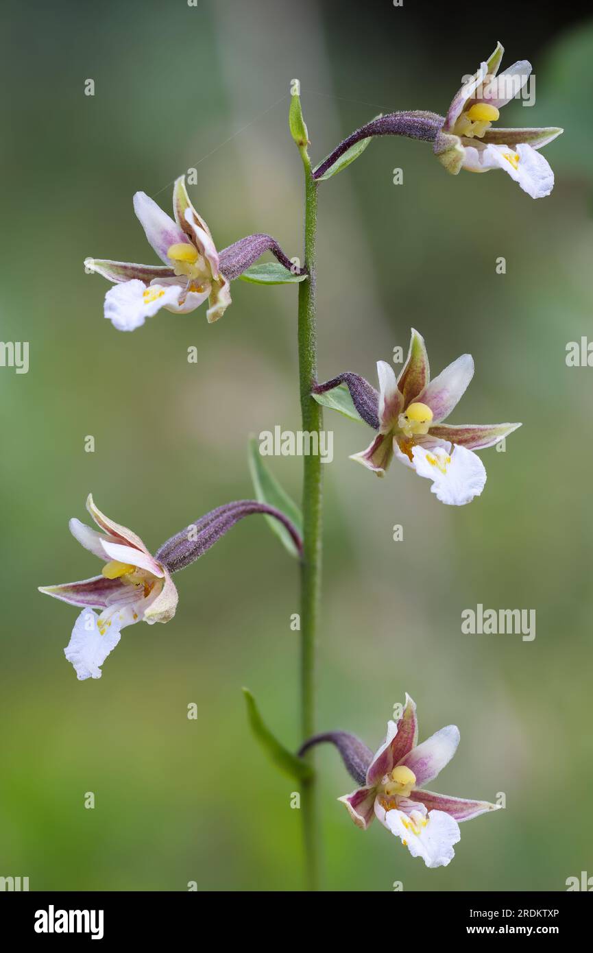 White marsh helleborine hi-res stock photography and images - Alamy