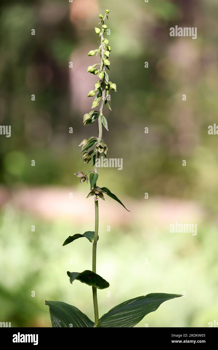 White helleborine orchid hi-res stock photography and images - Alamy