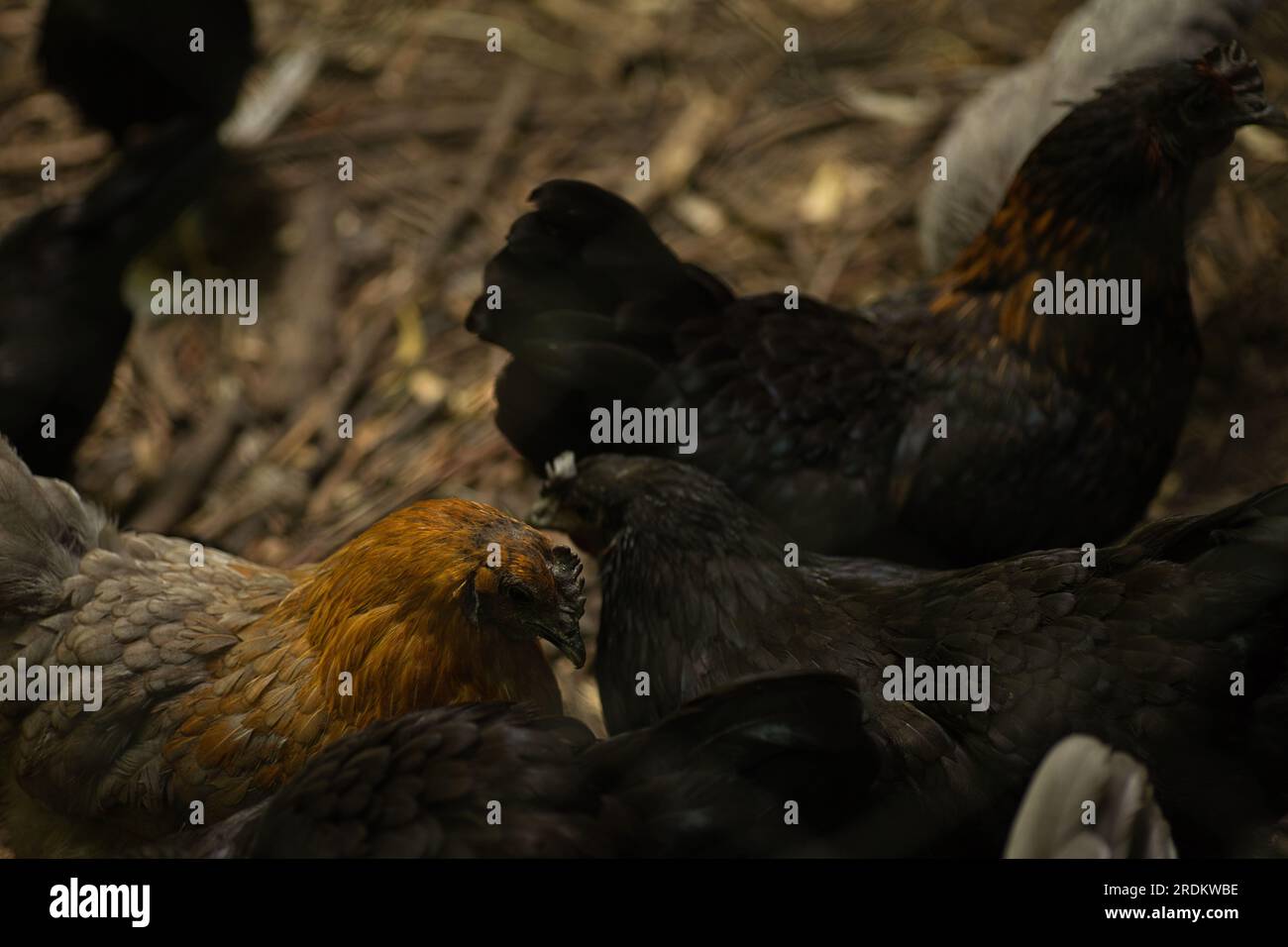 Black chickens hi-res stock photography and images - Alamy