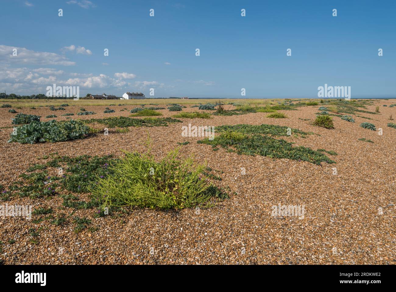 Shingle Street in Suffolk with wild flowers and plants in foreground ...