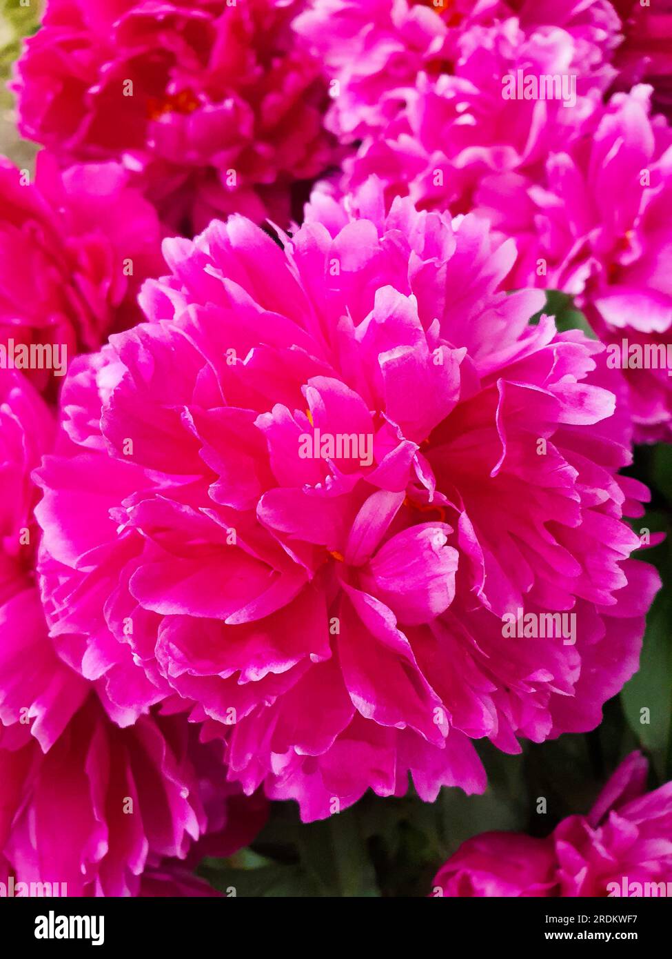 Bright pink peony flowers are taken close-up in the garden Stock Photo ...