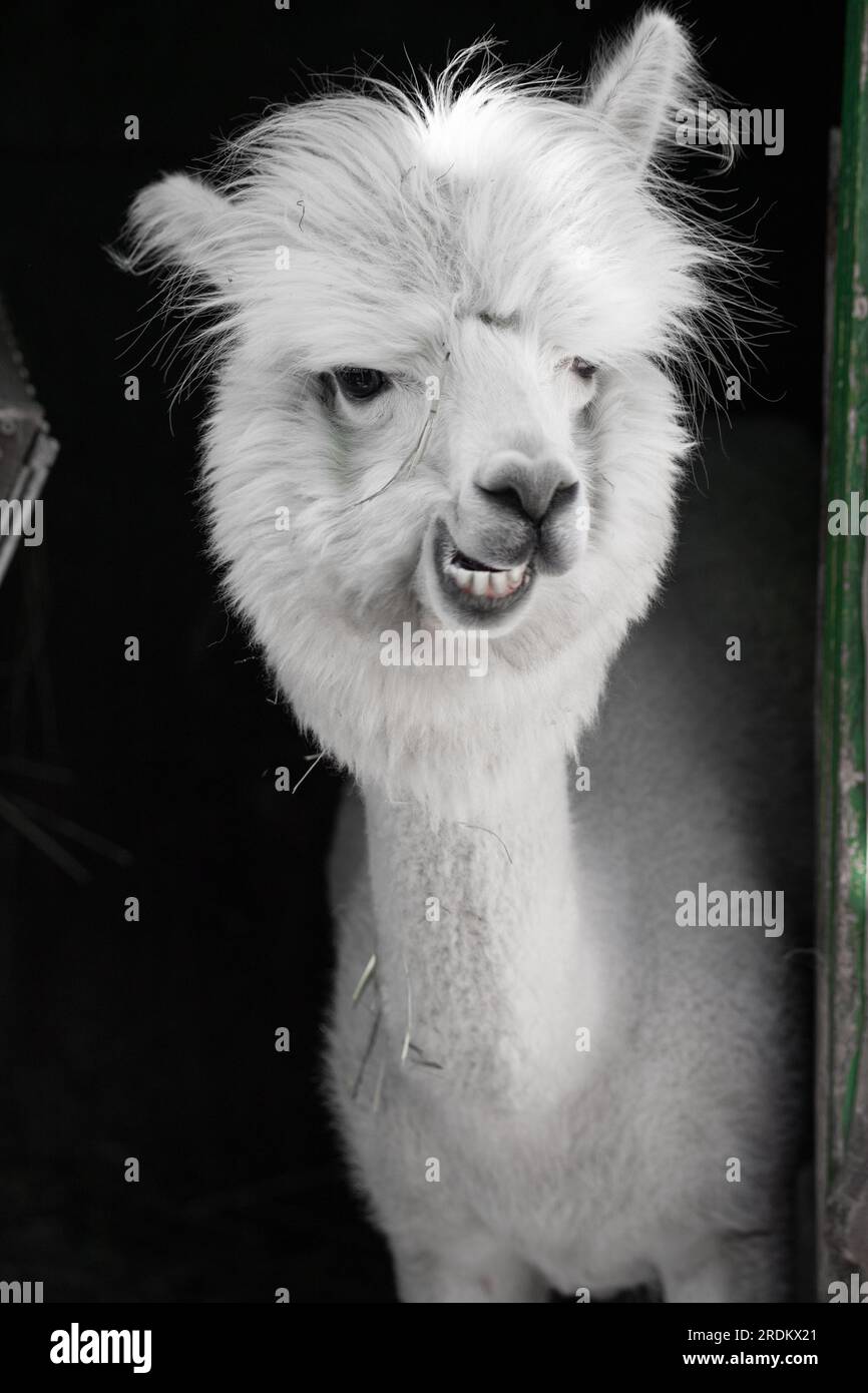 Funny white smiling alpaca the black background. Cute animal, Peru ...