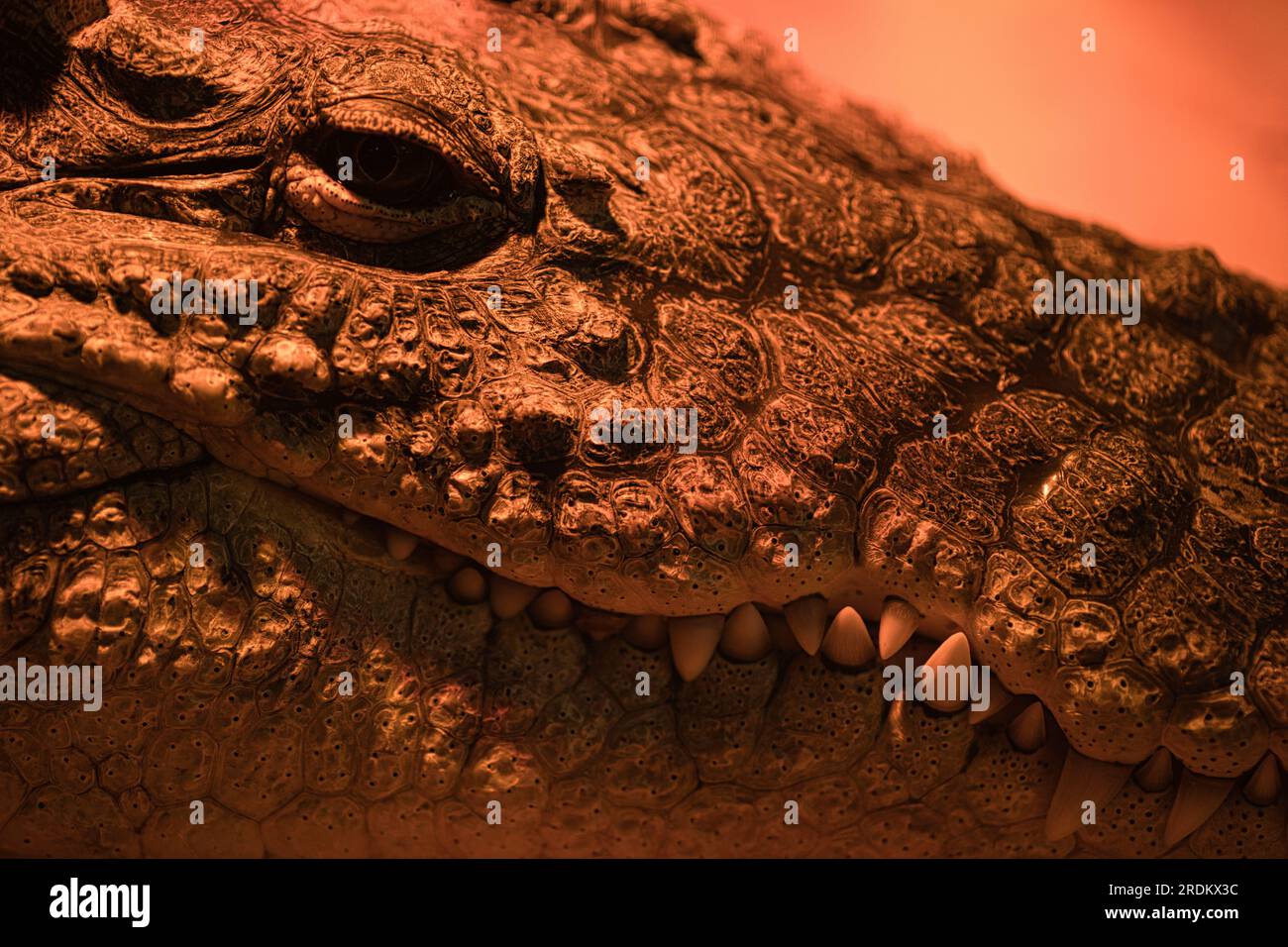 Muzzle alligator crocodile hi-res stock photography and images - Alamy