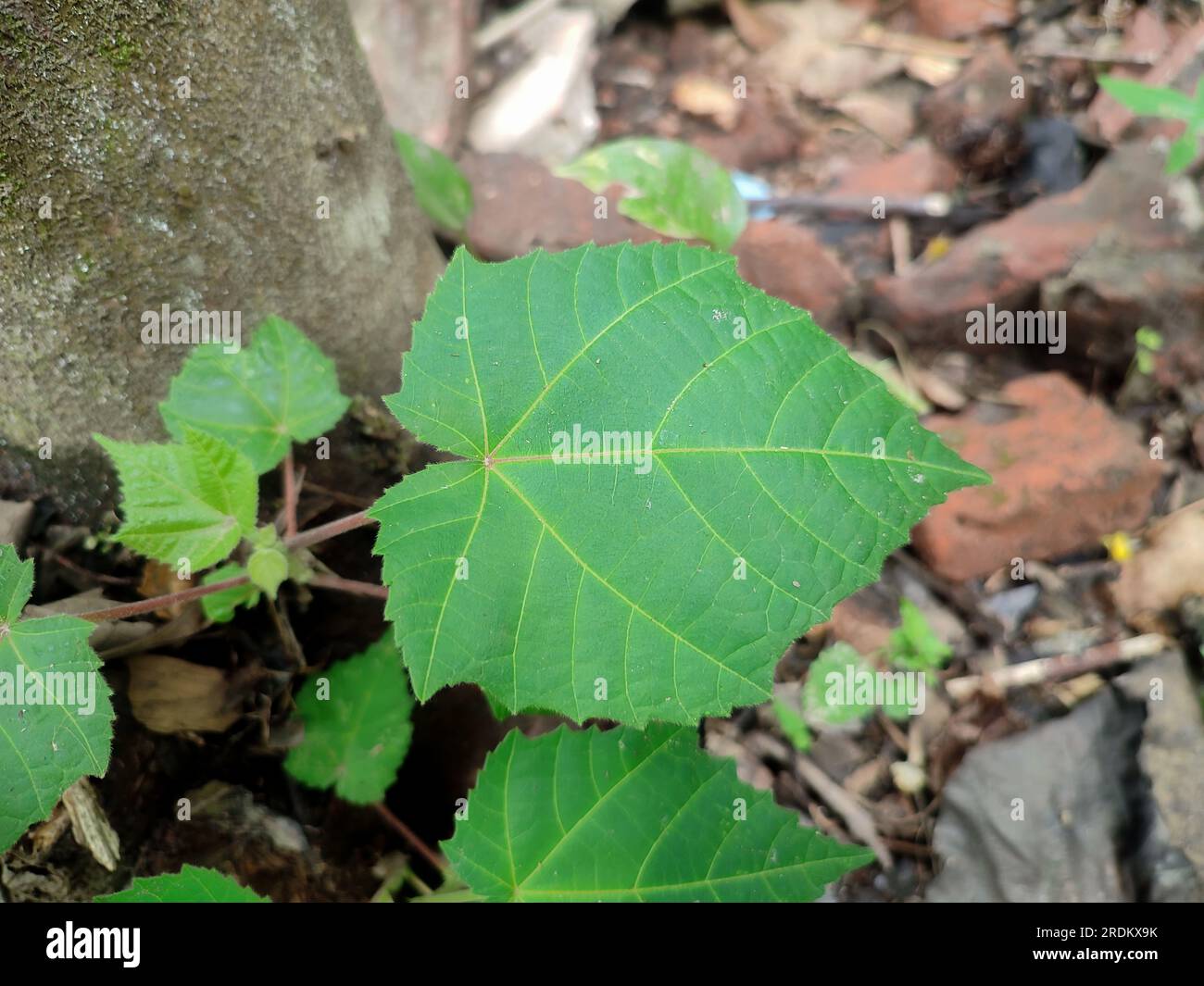 Devils cotton plant hi-res stock photography and images - Alamy