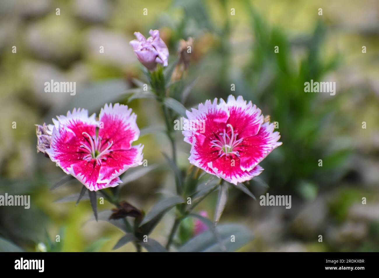 Dianthus chinensis, commonly known as rainbow pink or China pink is a ...