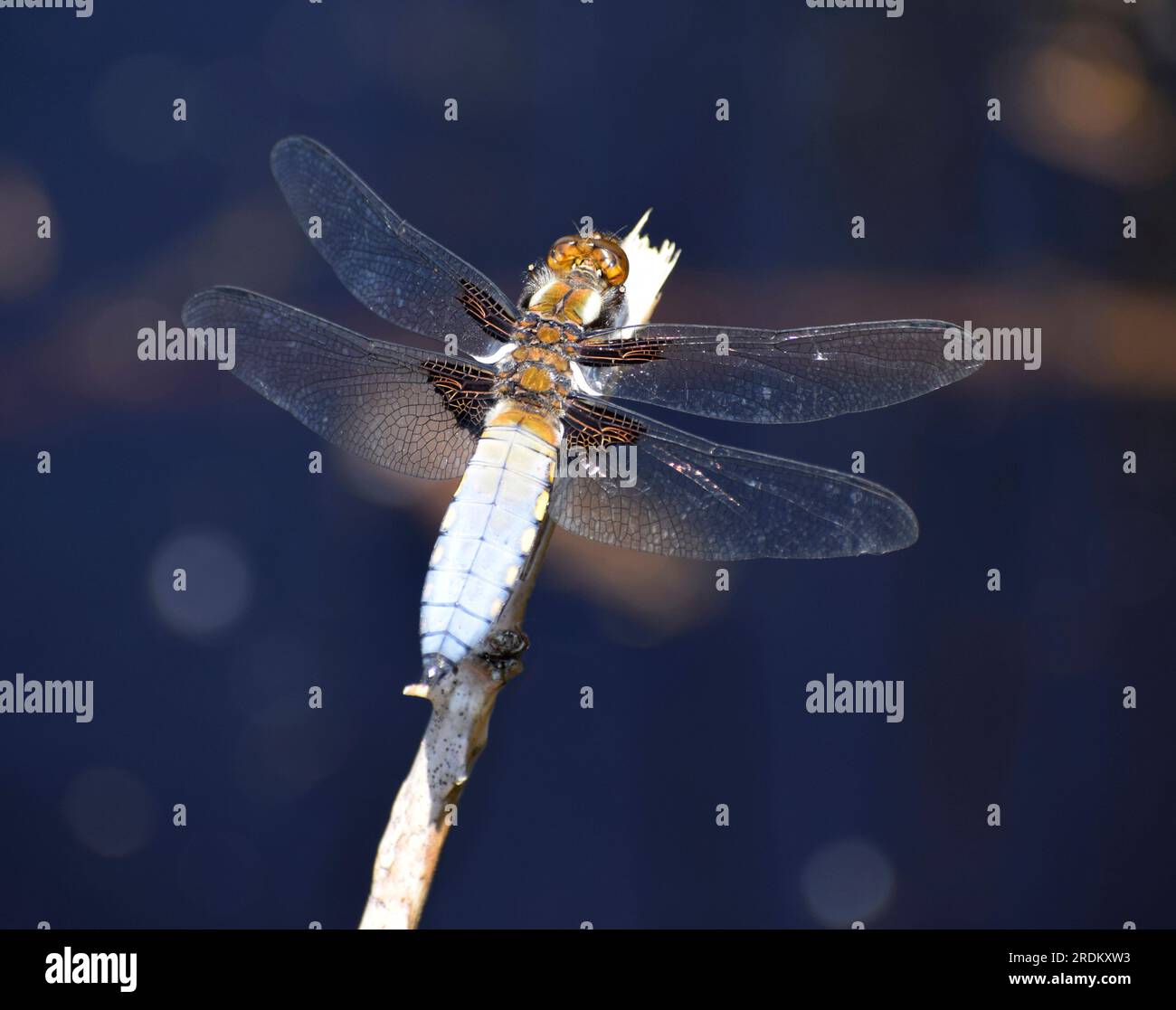 Twig in pond hi-res stock photography and images - Alamy
