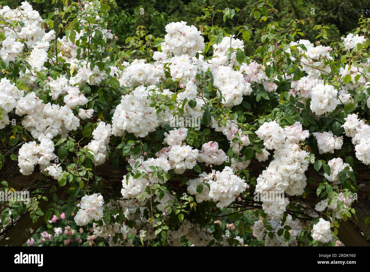 Summer blooms of white climbing rose, Rosa Adelaide D'Orleans in UK ...