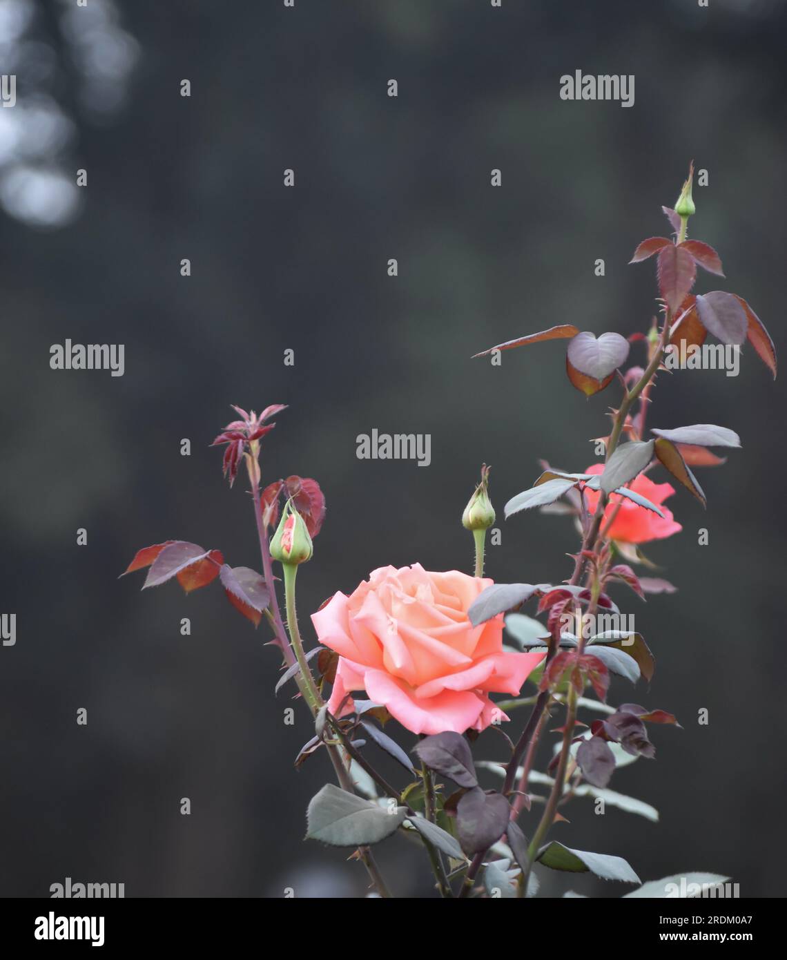 A rose is either the flower it produces or a woody perennial blooming ...
