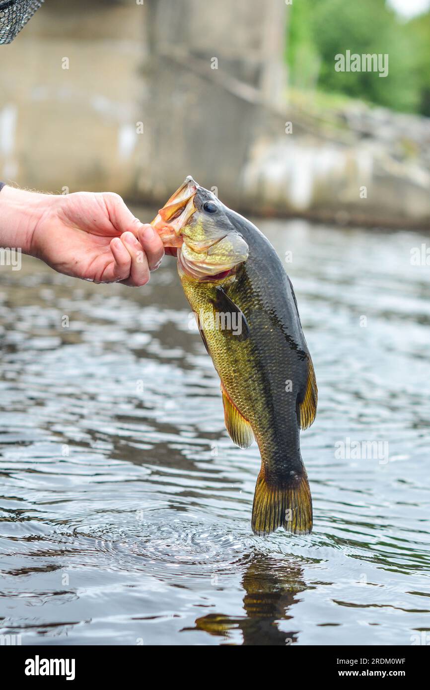 Fresh catch summer bass largemouth held in hand lure in the mouth Stock ...