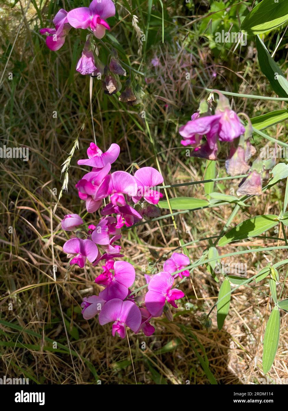 Lila arten hi-res stock photography and images - Alamy