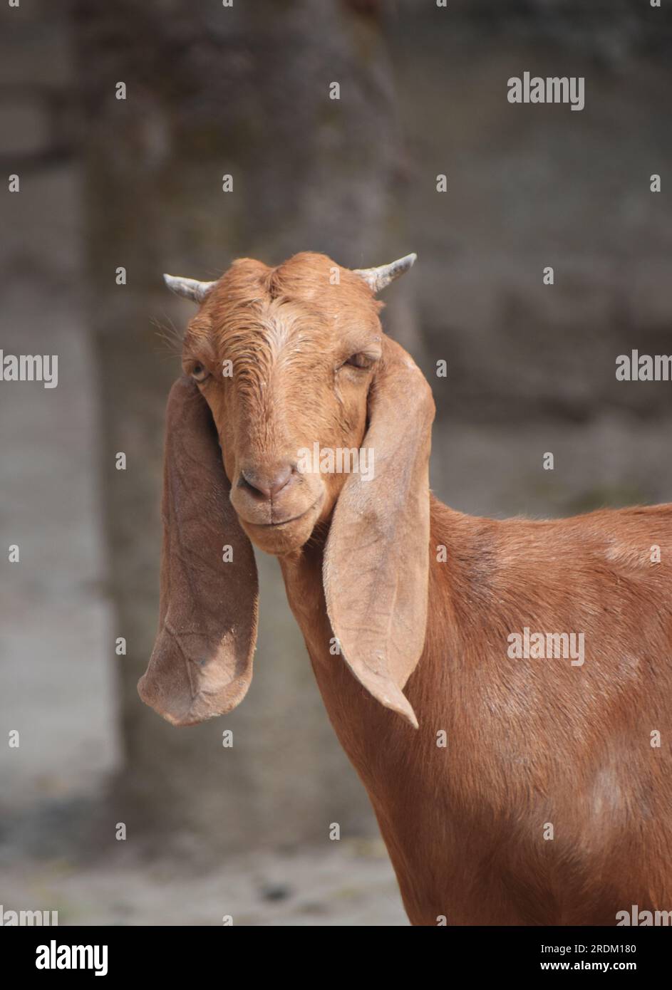 Beetal life hi-res stock photography and images - Alamy