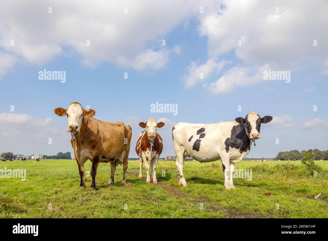 Dairy cows in a field, posing full length, sunny and a blue sky, black ...