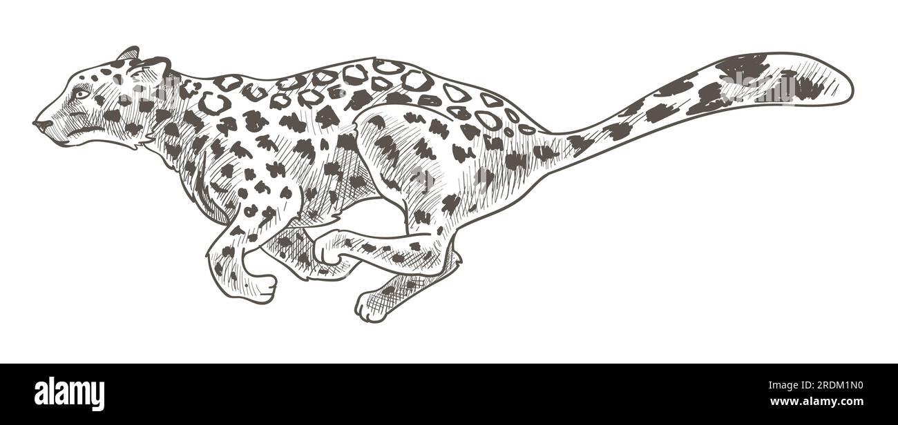 Running leopard, speedy cheetah hunting and chasing. Isolated feline ...