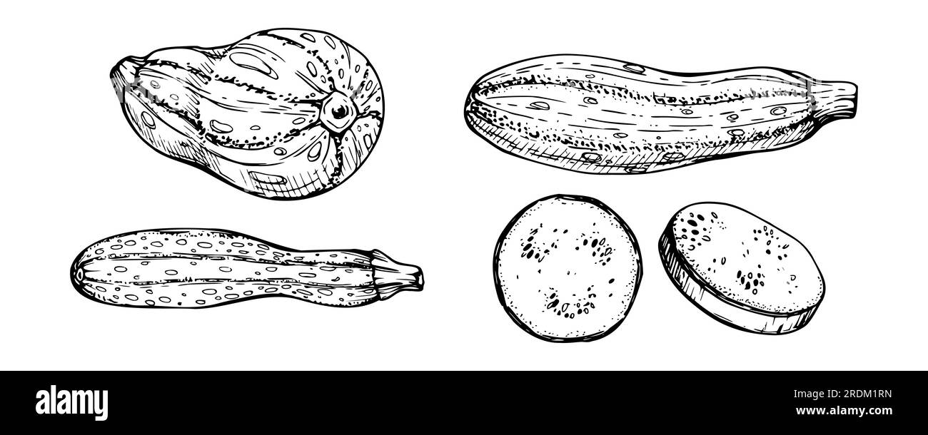 Hand drawn ink vector marrow zucchini gourd squash. Sketch illustration ...